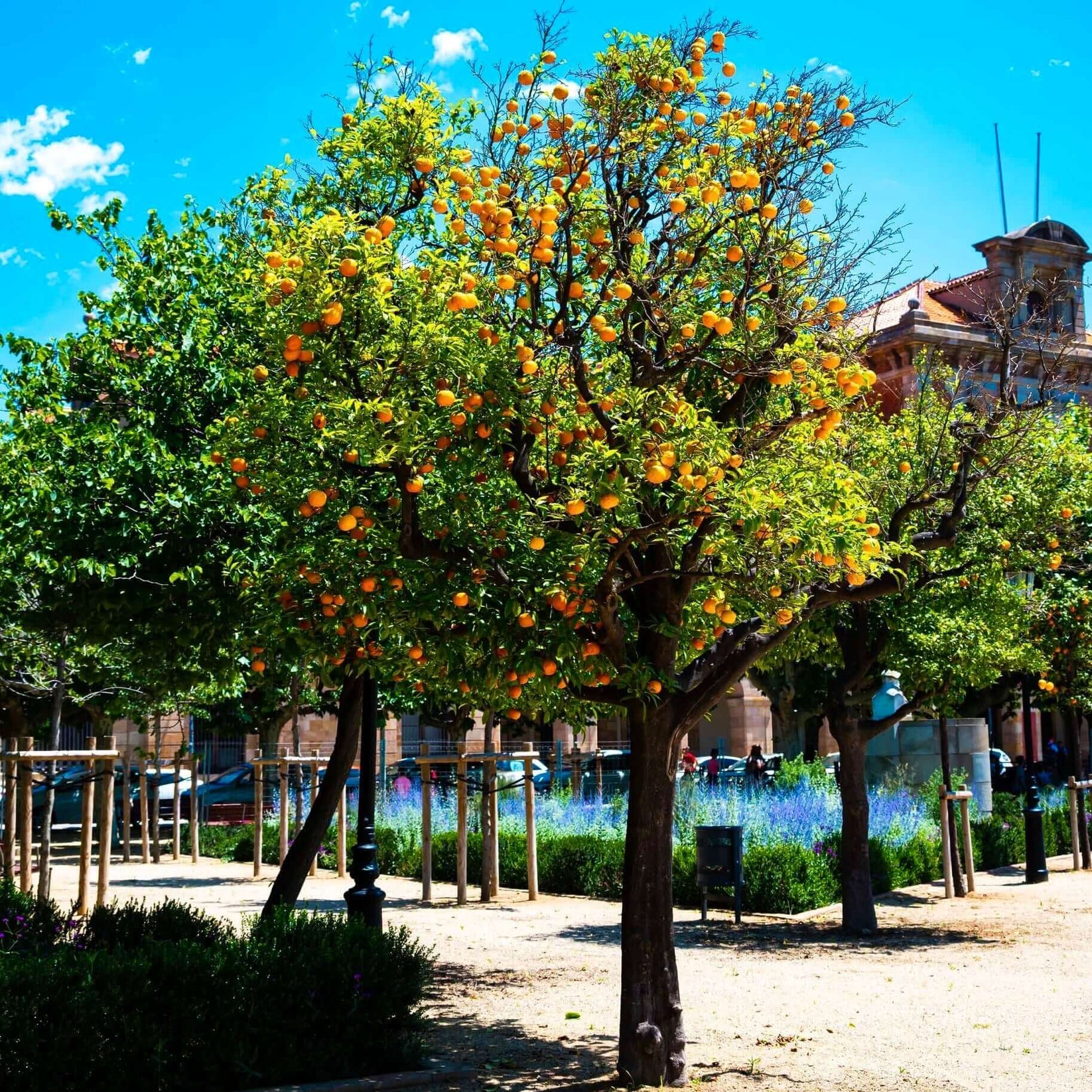 Clementine Mandarin Tree | Plants Express