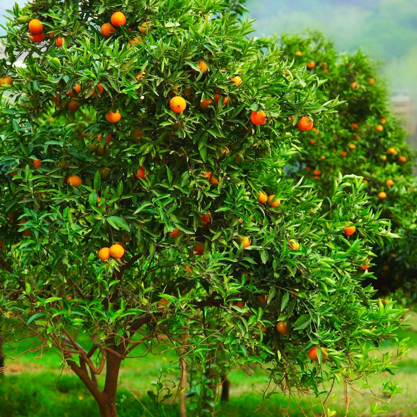 Clementine Mandarin Tree (Citrus Mandarin Algerian) – Plants Express