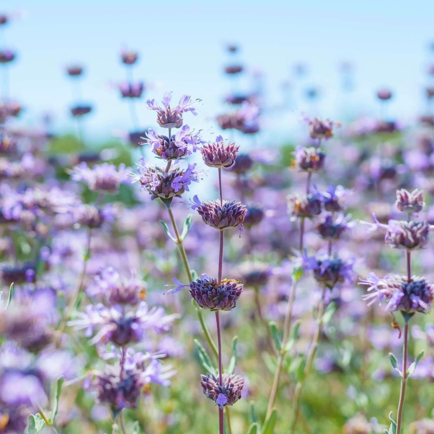 Cleveland Sage (Salvia clevelandii) – Plants Express