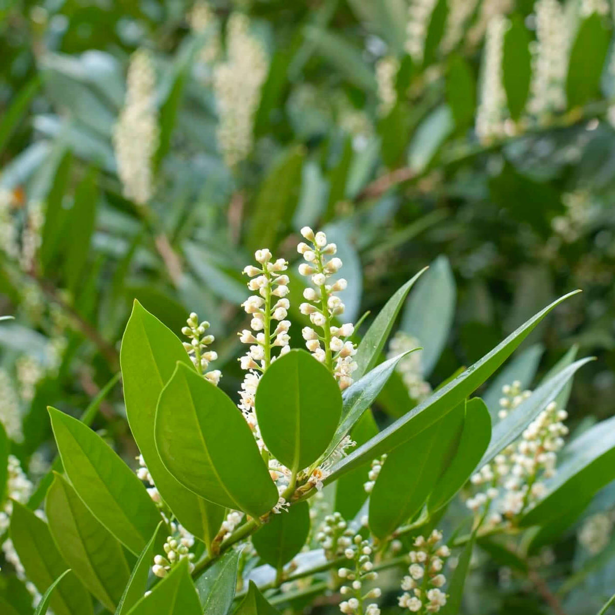 Compact Carolina Cherry Laurel | Plants Express