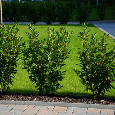 Compact Carolina Cherry Laurel | Plants Express