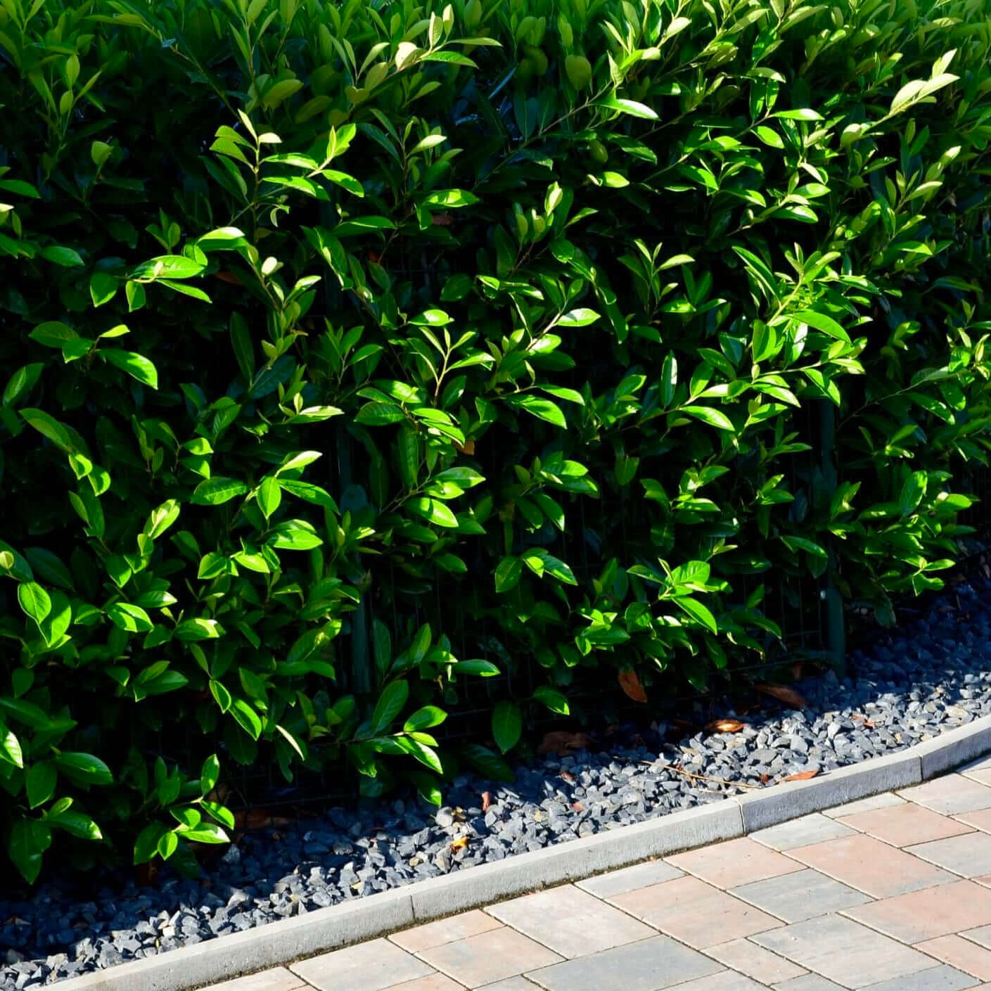 Compact Carolina Cherry Laurel | Plants Express