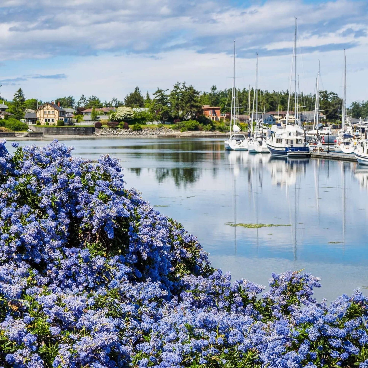 California Native Plants | Plants Express