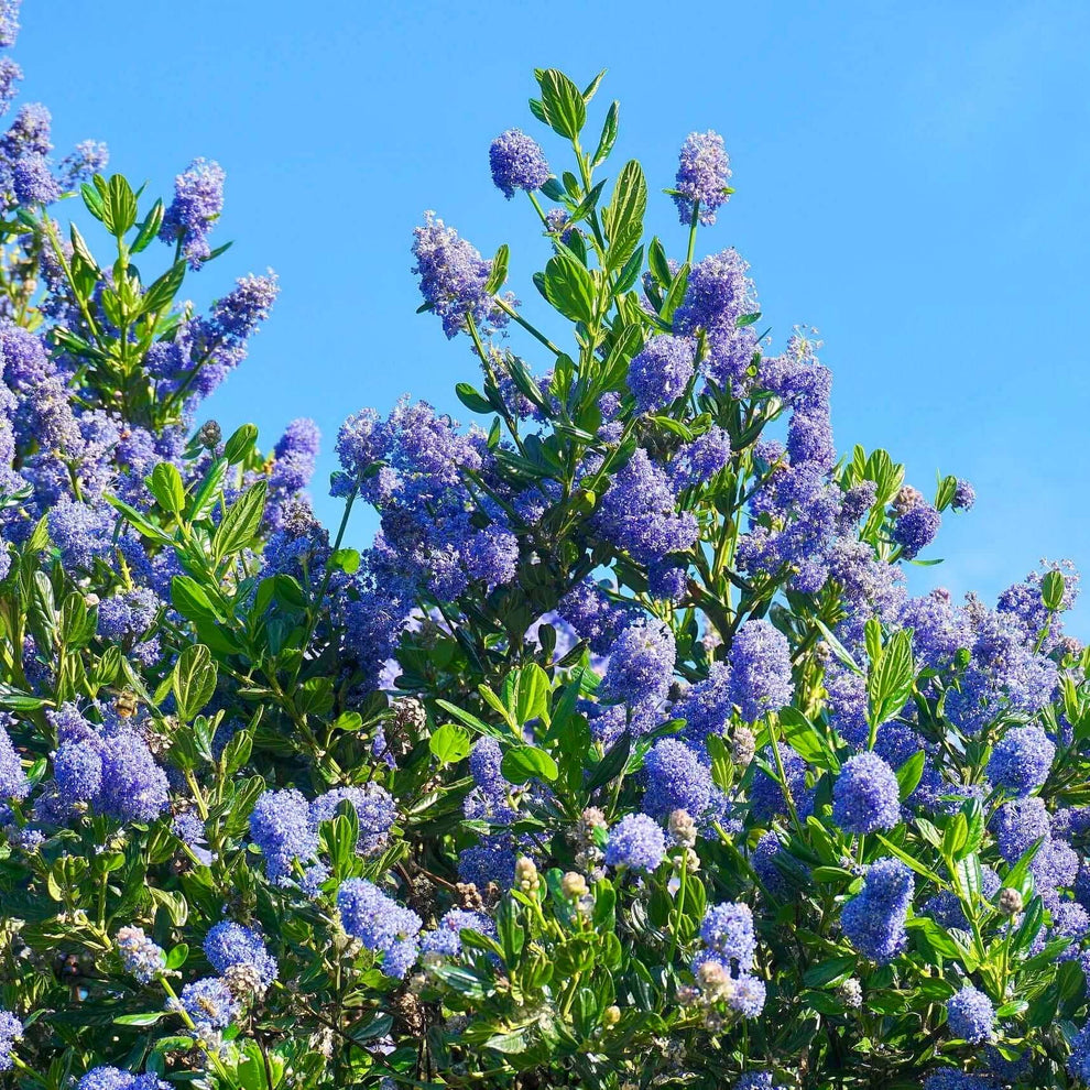 Concha California Lilac | Plants Express
