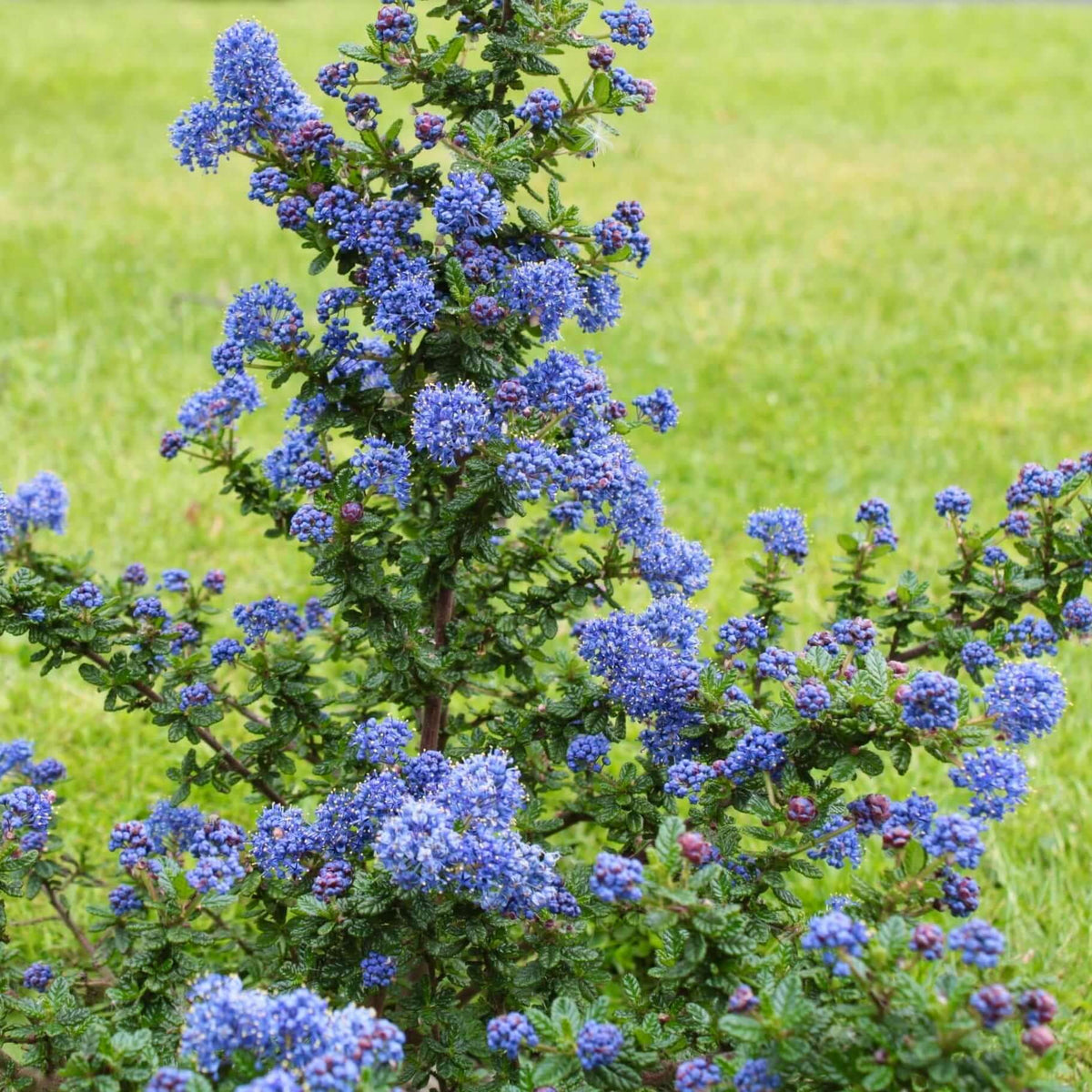 California Native Plants | Plants Express