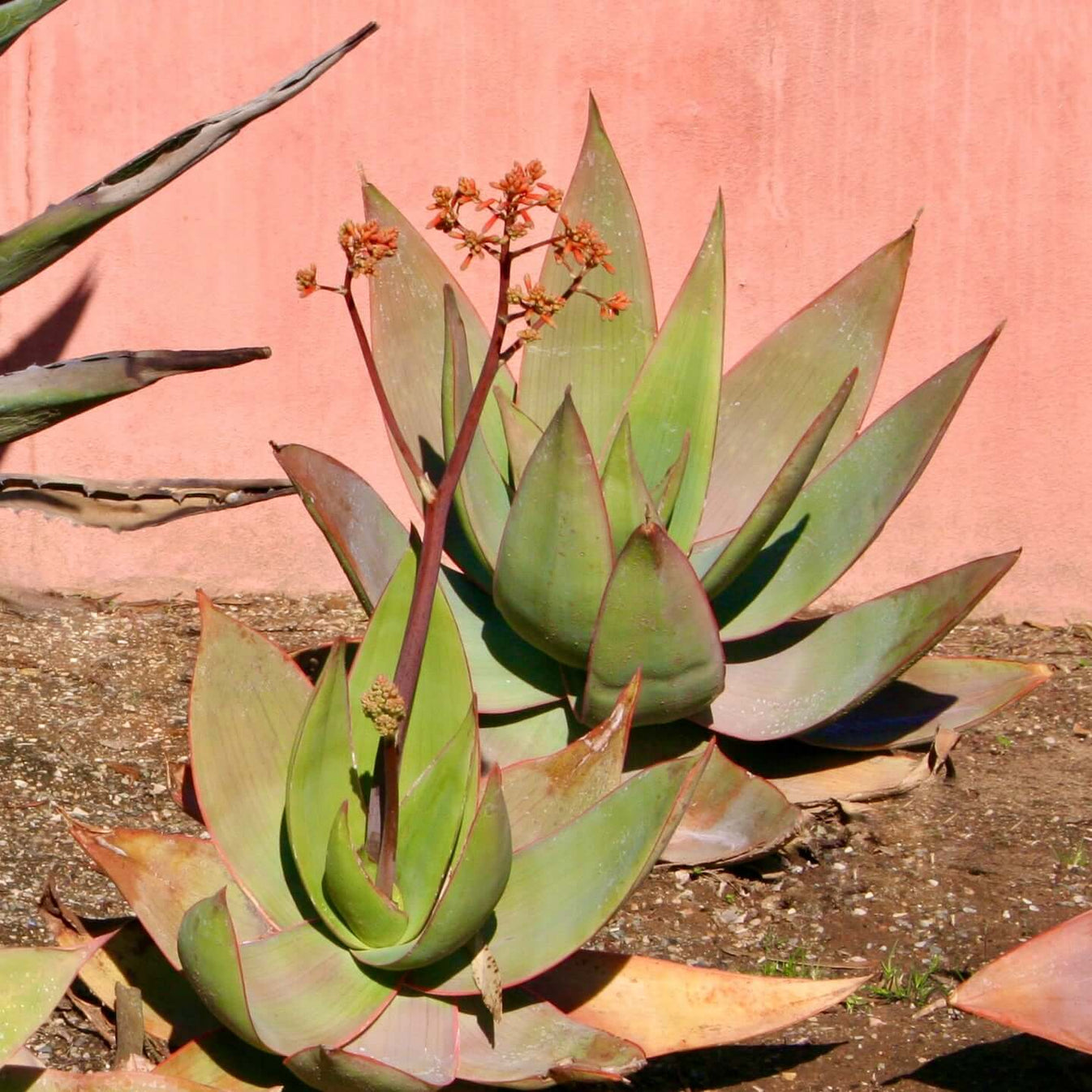 Coral Aloe | PlantsExpress.com