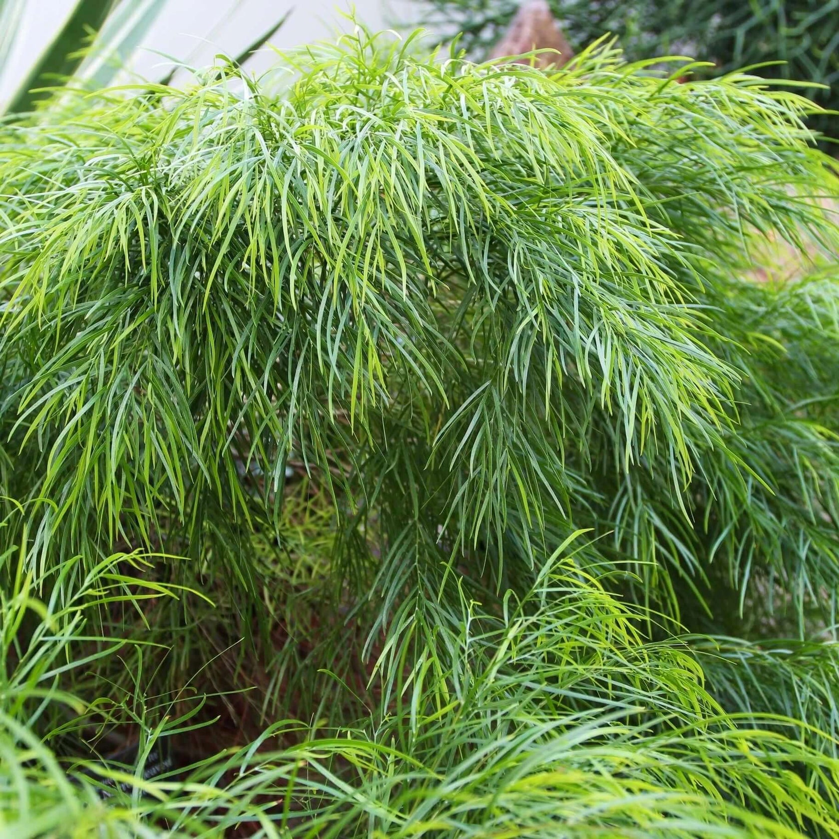 Cousin Itt Little River Wattle | Plants Express