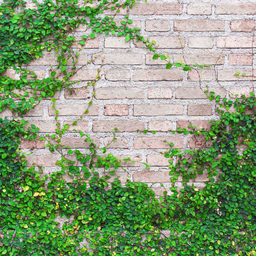 Stunning Vines Collection | Plants Express