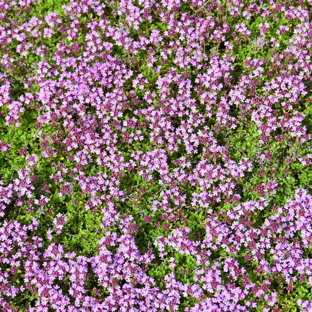 Thymus serpyllum 'Creeping Thyme' - Groundcover Flat – Plants Express