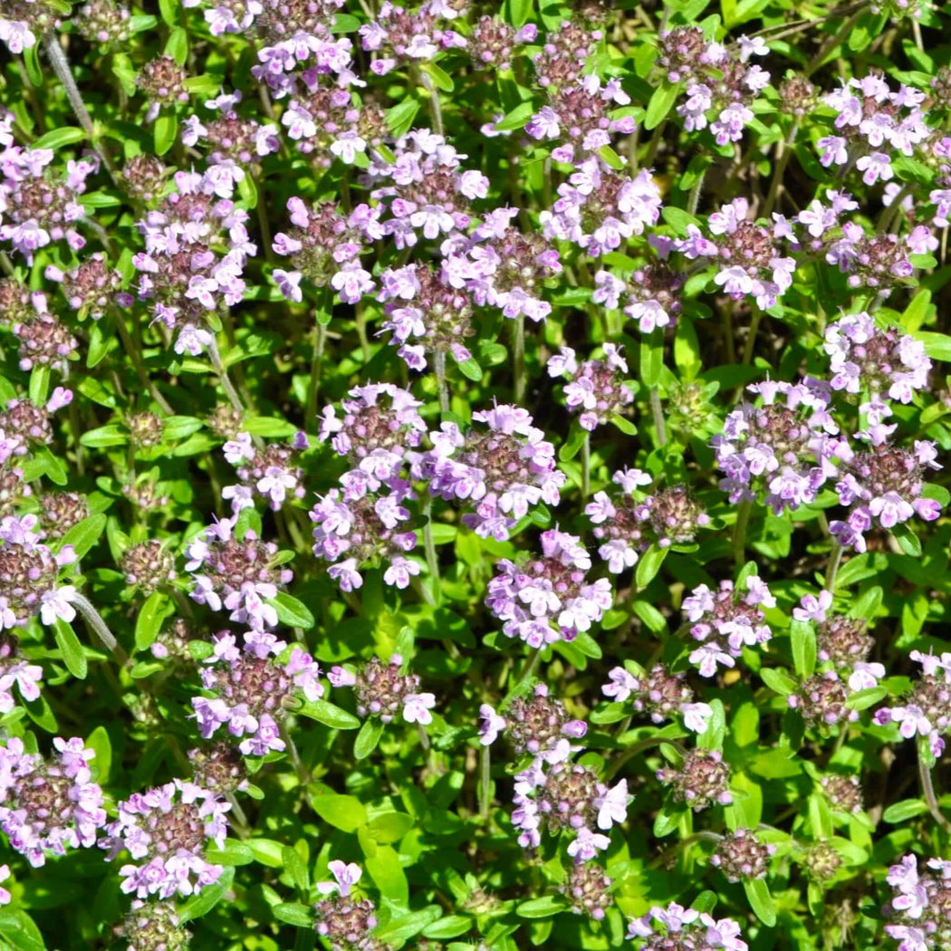 Thymus serpyllum 'Creeping Thyme' - Groundcover Flat – Plants Express