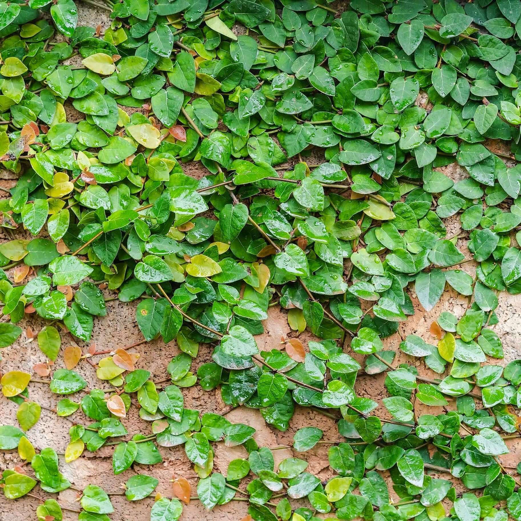 Ficus pumila 'Creeping Fig' – Plants Express