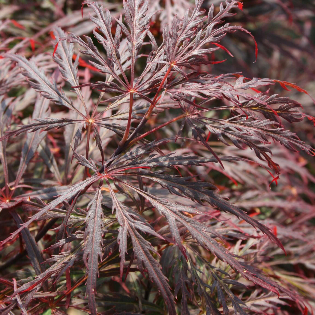 Crimson Queen Japanese Maple (Acer palmatum dissectum) – Plants Express