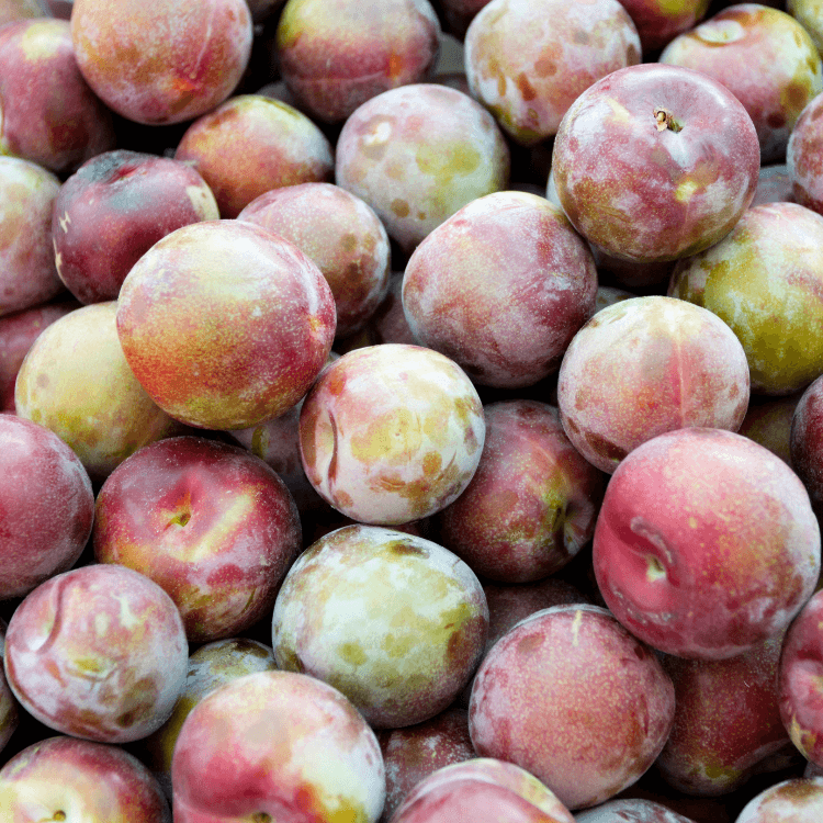 Plum Trees for Sale | PlantsExpress.com – Plants Express
