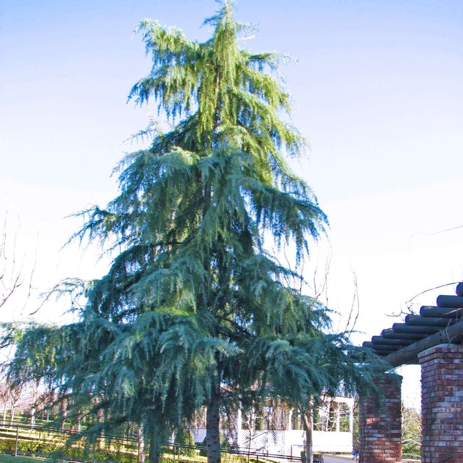 Deodar Cedar (Cedrus deodara) – Plants Express