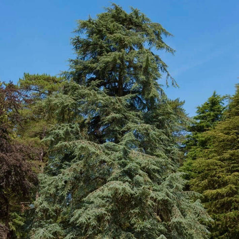 Deodar Cedar | PlantsExpress.com