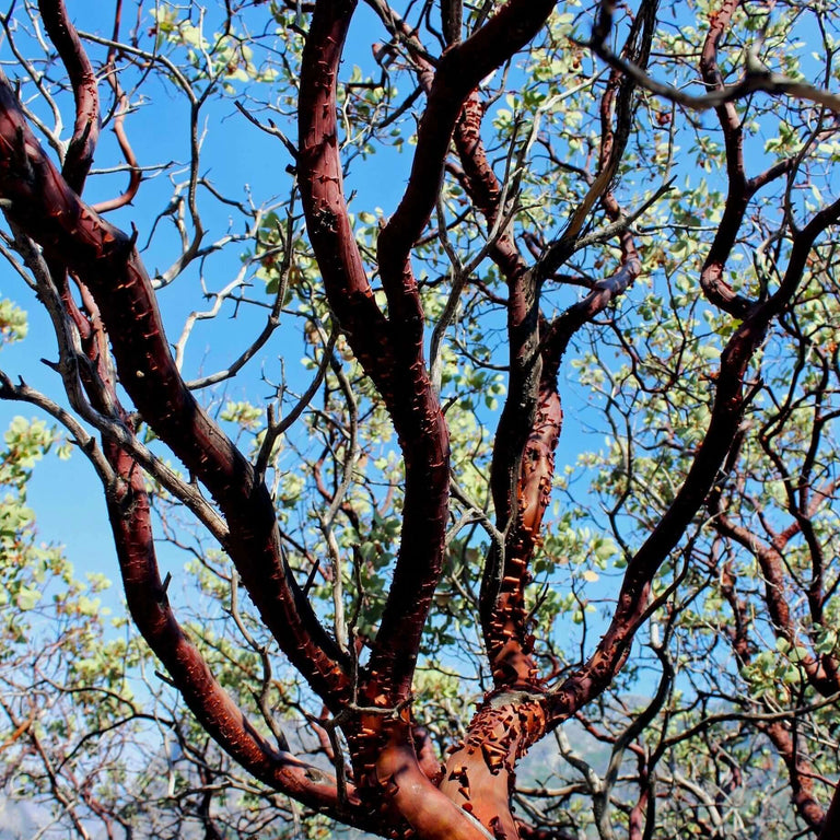 Dr. Hurd Manzanita (Arctostaphylos manzanita 'Dr. Hurd') – Plants Express