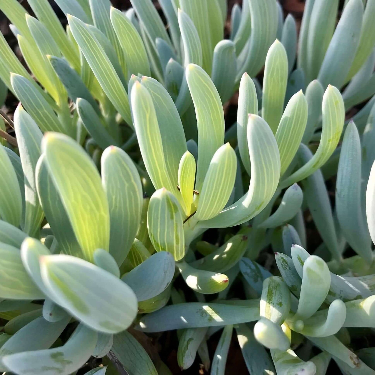 Senecio serpens (Blue Chalksticks) – Plants Express