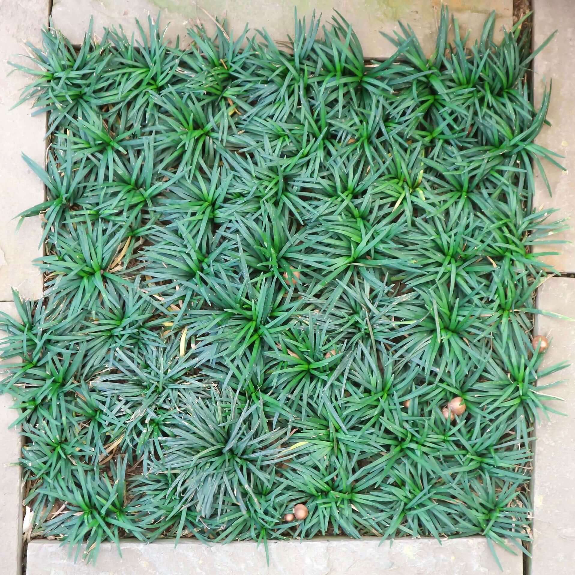 Dwarf Mondo Grass Plants Express