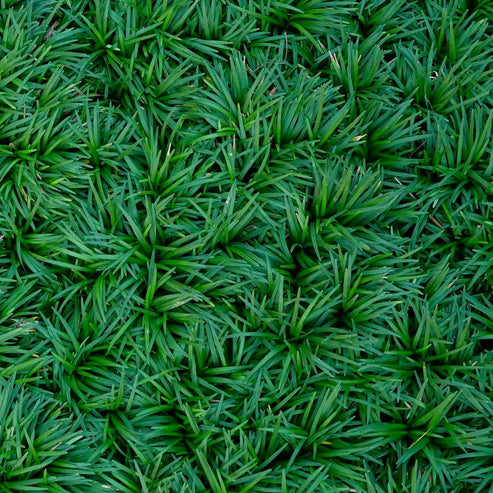 Dwarf Mondo Grass | Plants Express