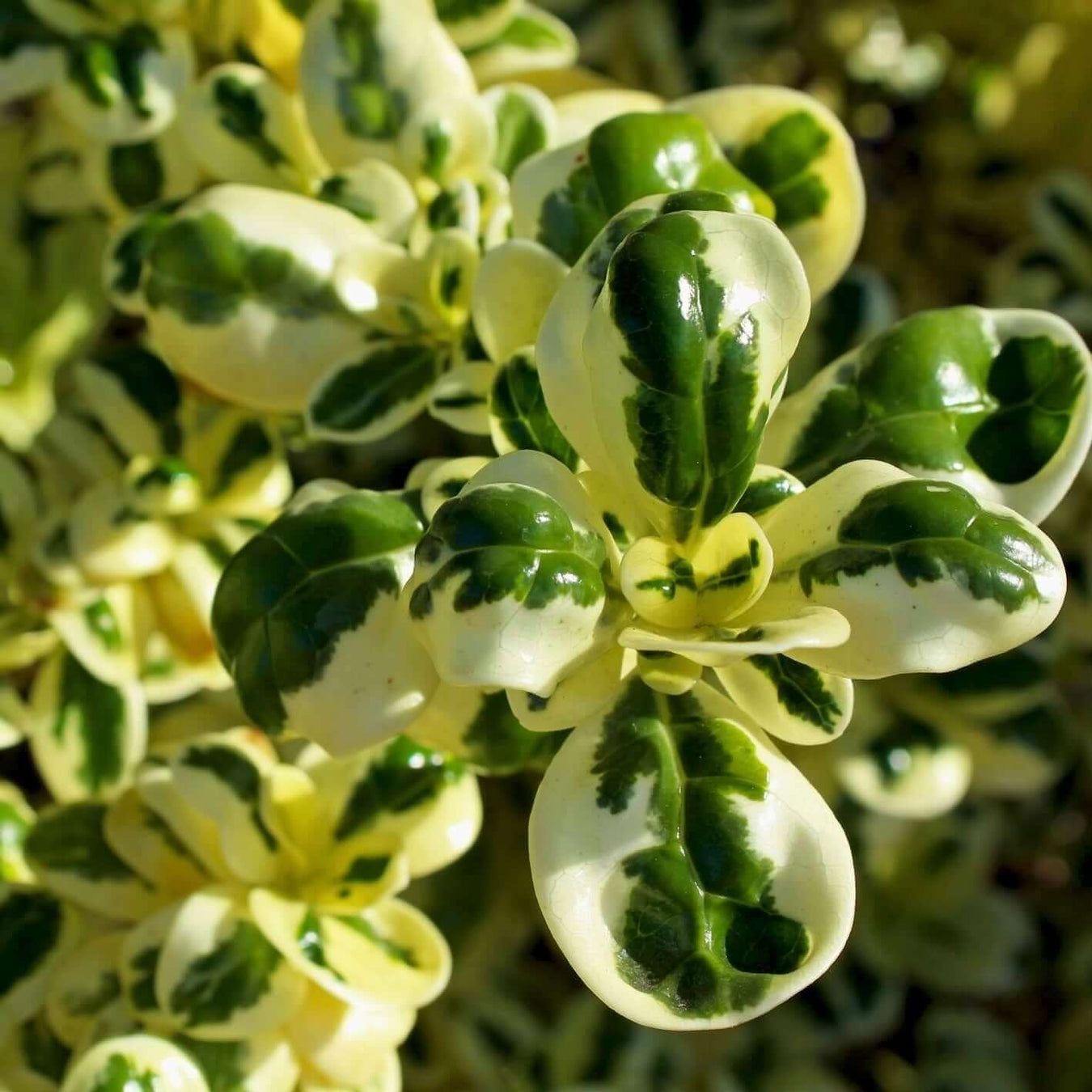 Dwarf Variegated Mirror Plant – Plants Express