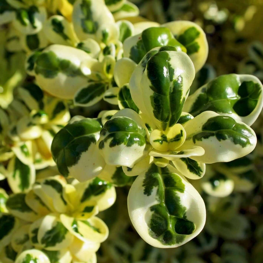 Dwarf Variegated Mirror Plant – Plants Express