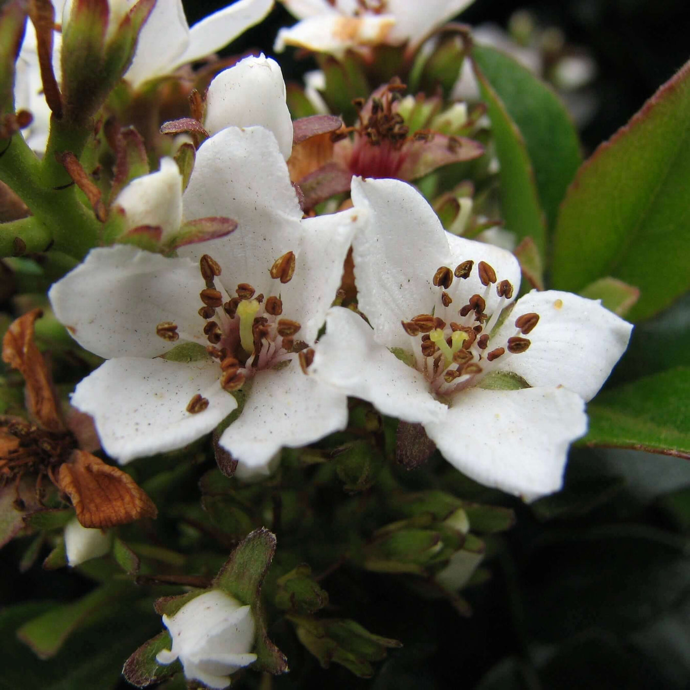 Dwarf Yeddo Hawthorn (Rhaphiolepis umbellata 'Minor') – Plants Express