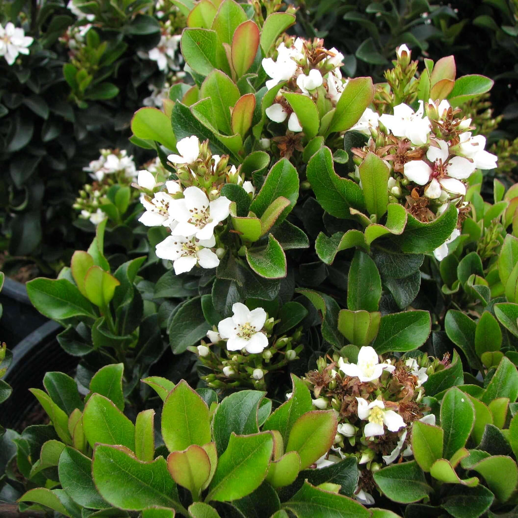 Dwarf Yeddo Hawthorn (Rhaphiolepis umbellata 'Minor') – Plants Express