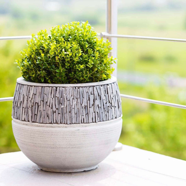 Dwarf English Boxwood | Plants Express