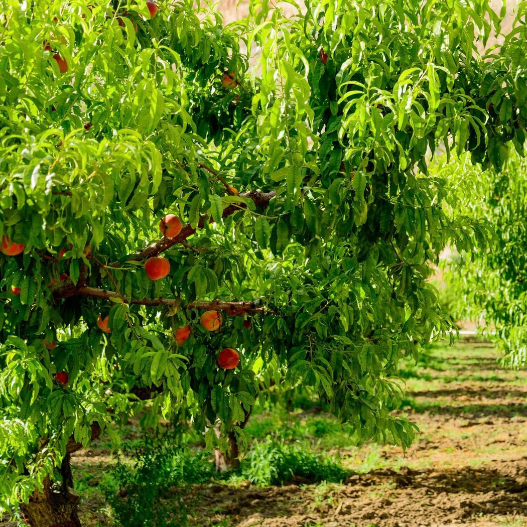 Elberta Peach Tree | Plants Express