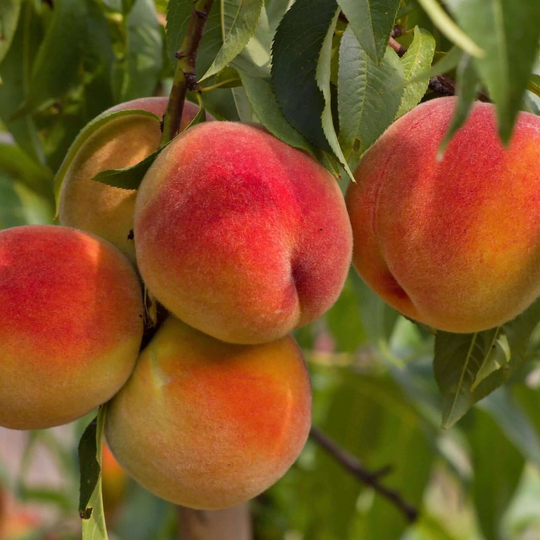 Elberta Peach Tree | Plants Express
