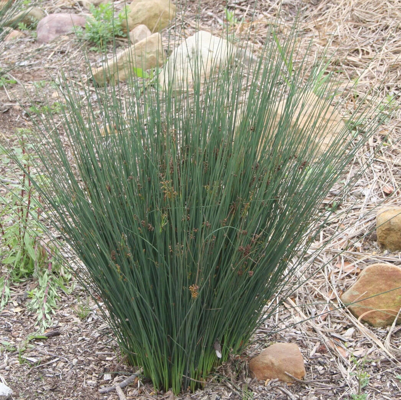 Elk Blue California Gray Rush | Plants Express