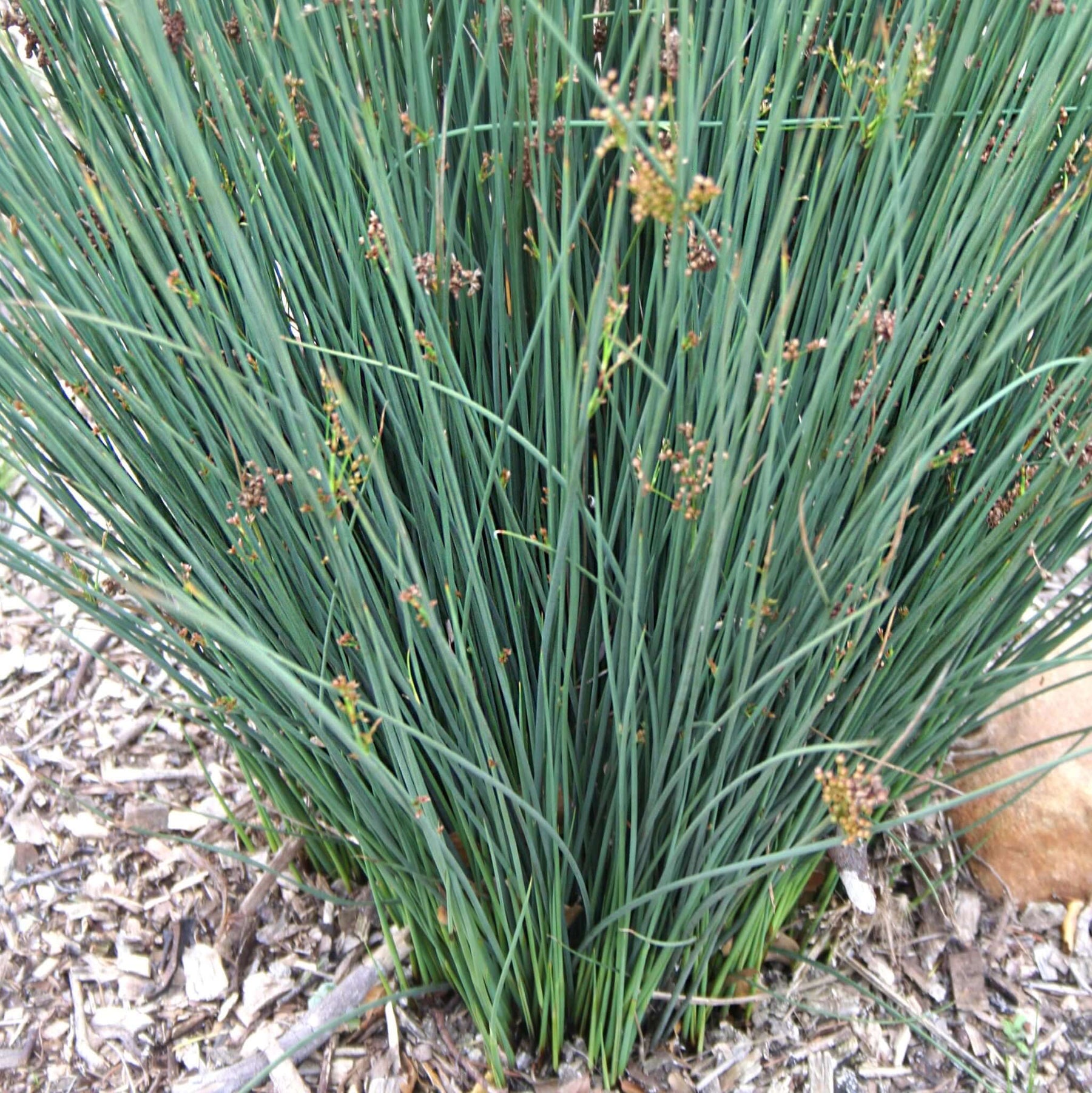 Elk Blue California Gray Rush (Juncus patens) – Plants Express