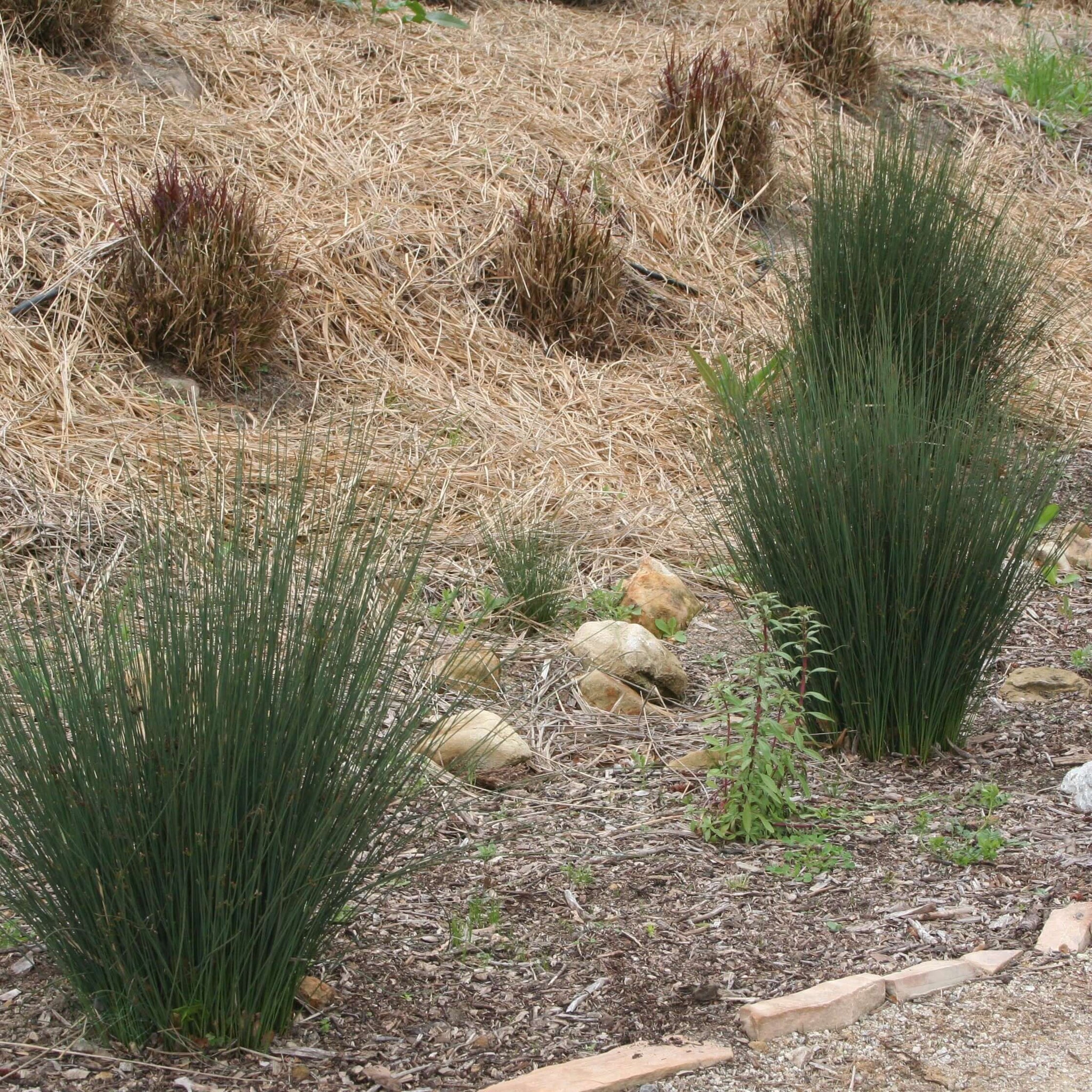 Elk Blue California Gray Rush | Plants Express