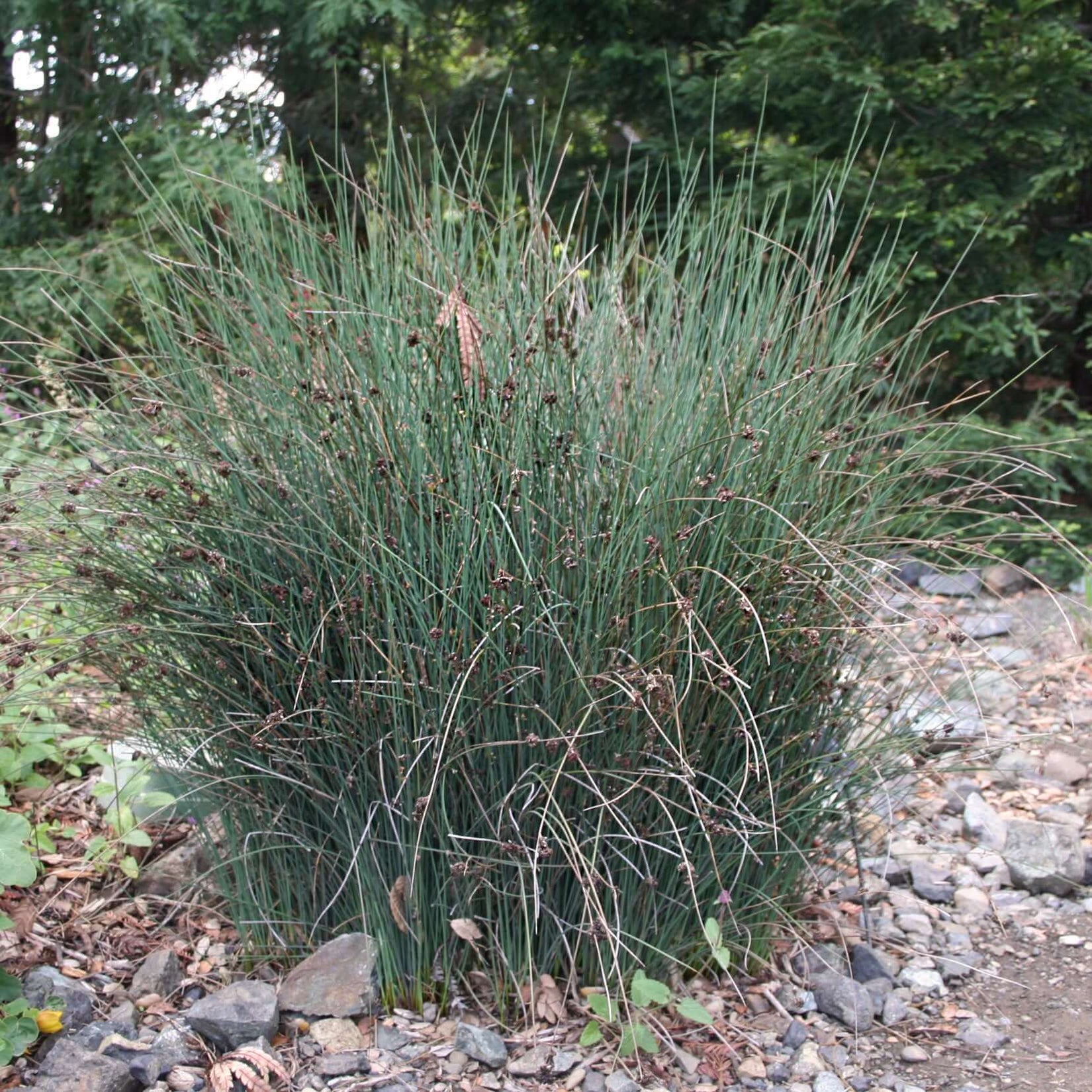 Elk Blue California Gray Rush (Juncus patens) – Plants Express