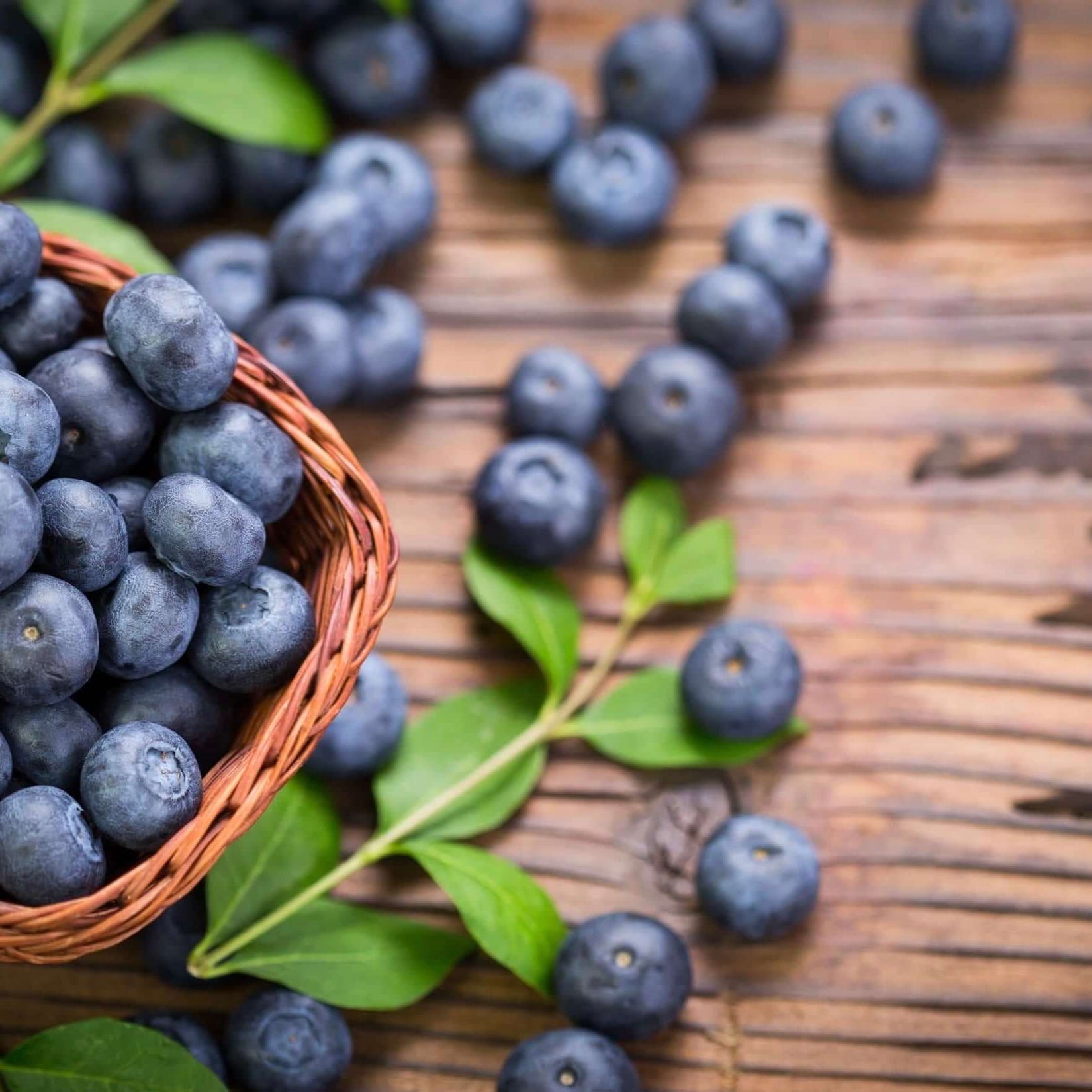 Misty Blueberry Bush | Plants Express