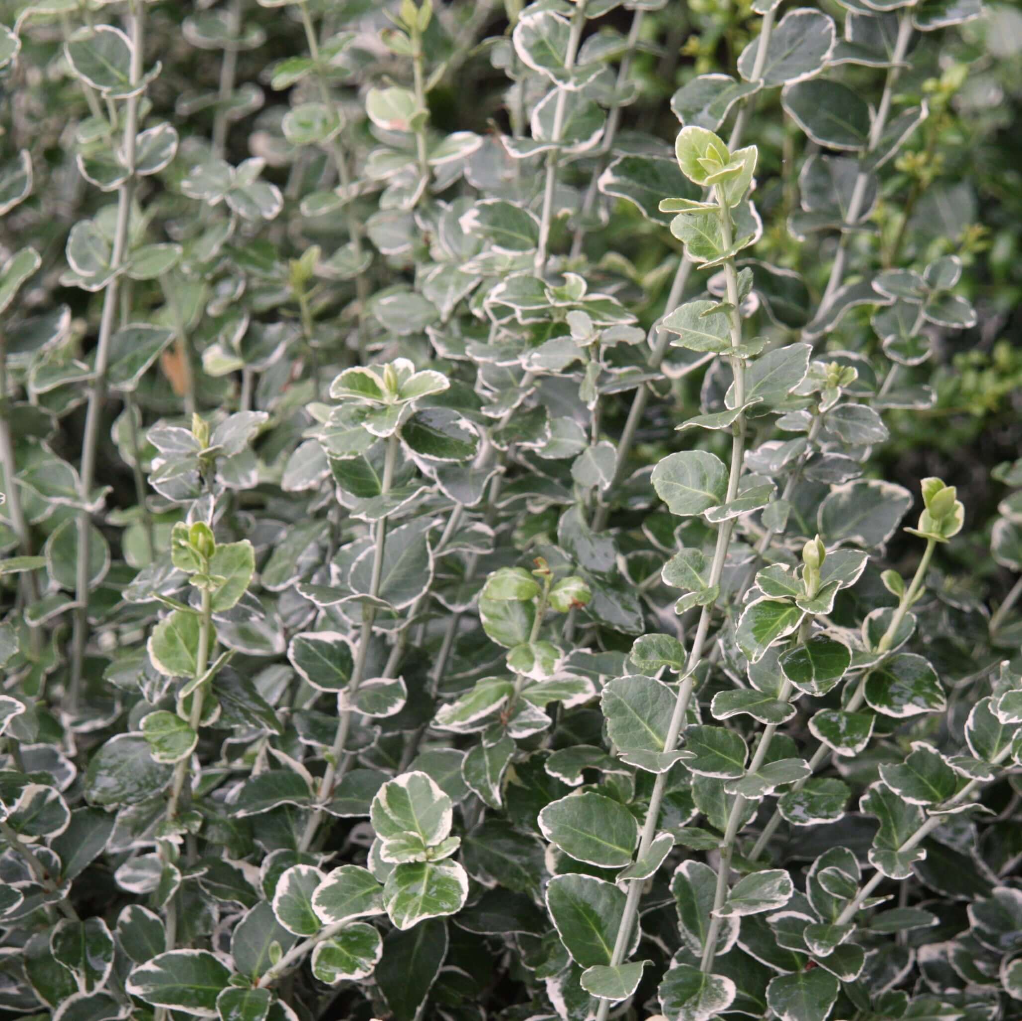Emerald Gaiety Wintercreeper (Emerald Gaiety) – Plants Express