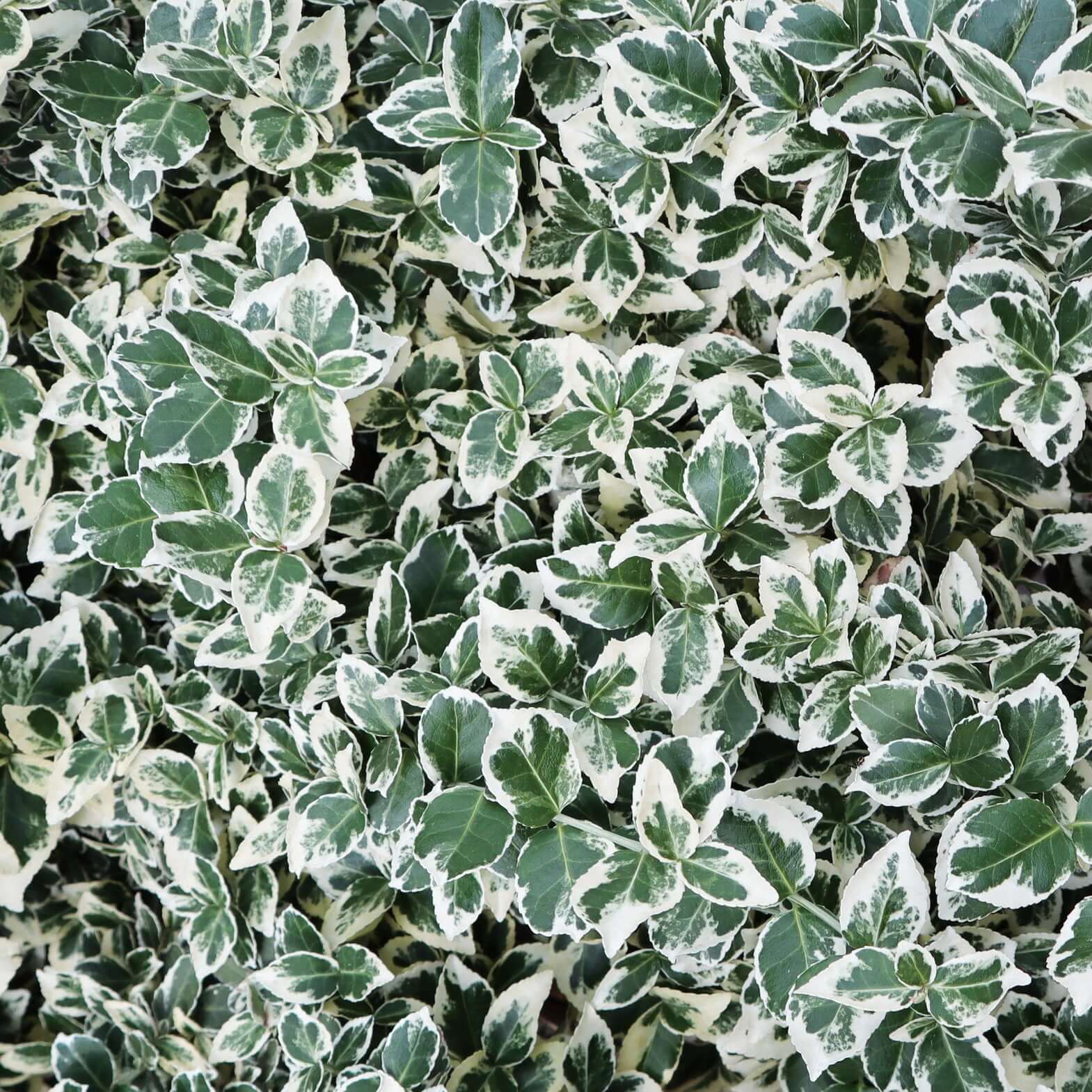 Emerald Gaiety Wintercreeper (Emerald Gaiety) – Plants Express