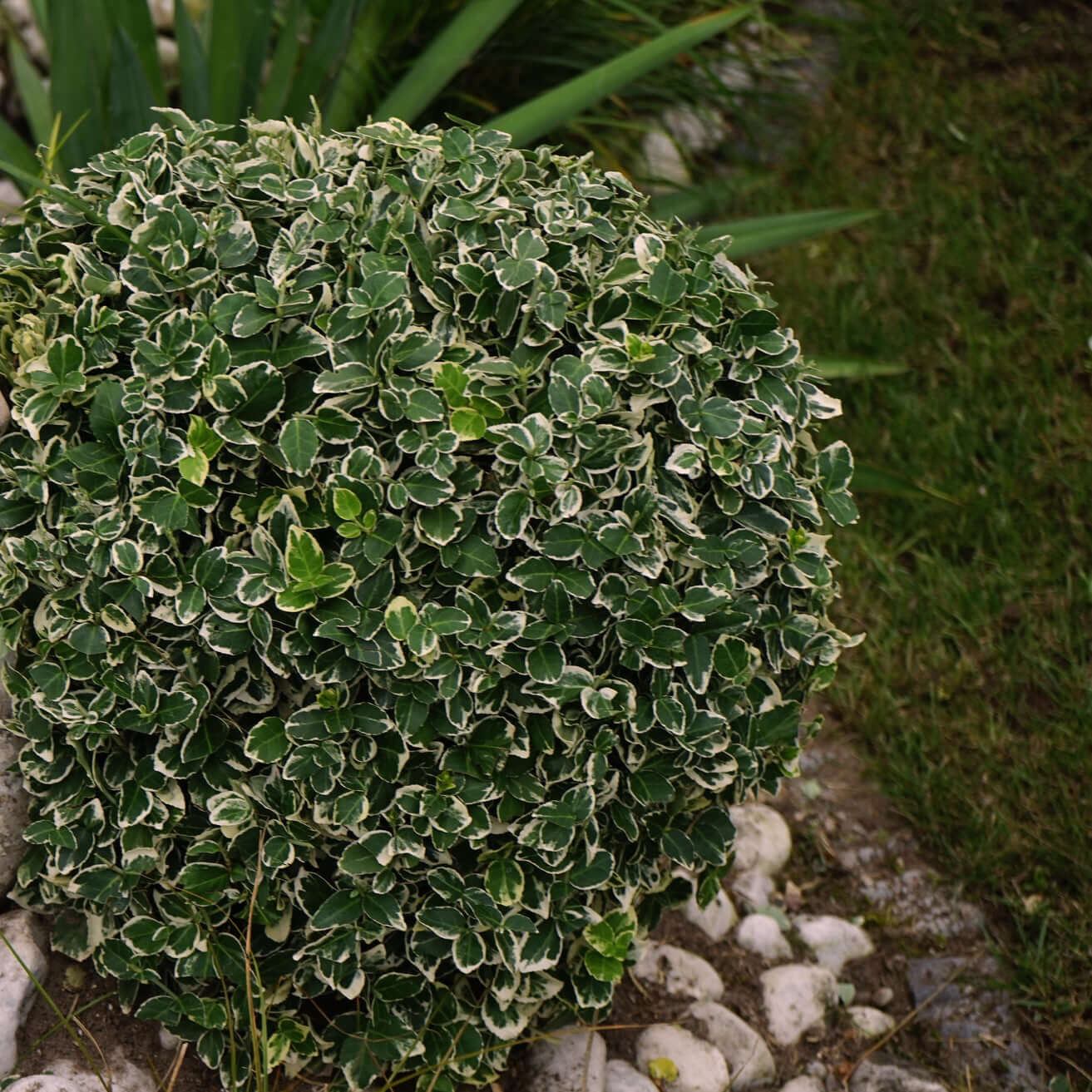 Emerald Gaiety Wintercreeper (Emerald Gaiety) – Plants Express