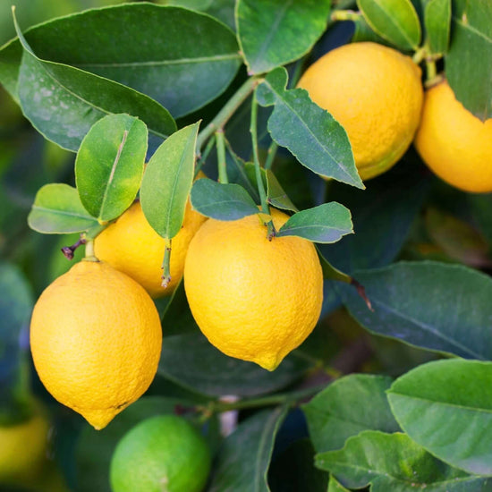 Buy Eureka Lemon Trees | Plants Express