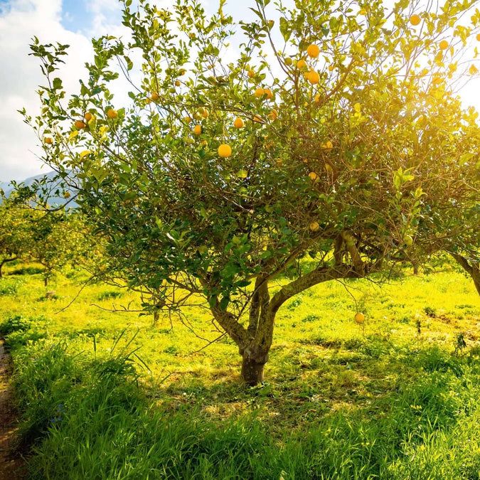 Eureka Lemon Tree (Citrus limon 'Eureka') – Plants Express