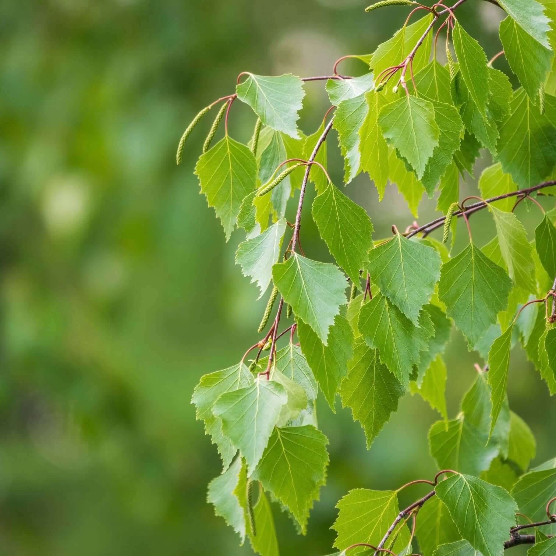 European White Birch (Betula pendula) – Plants Express