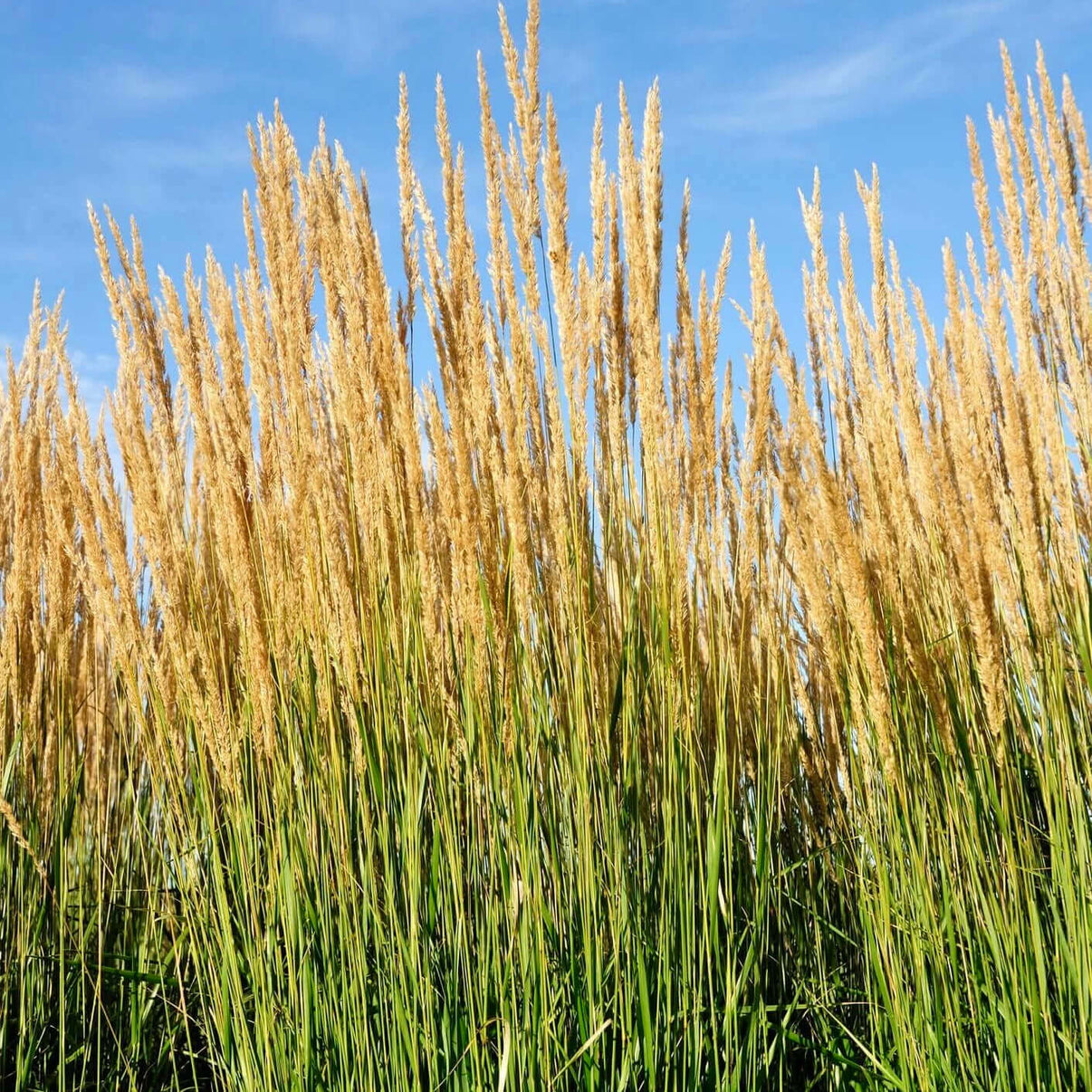 Foerster's Feather Reed Grass | Plants Express