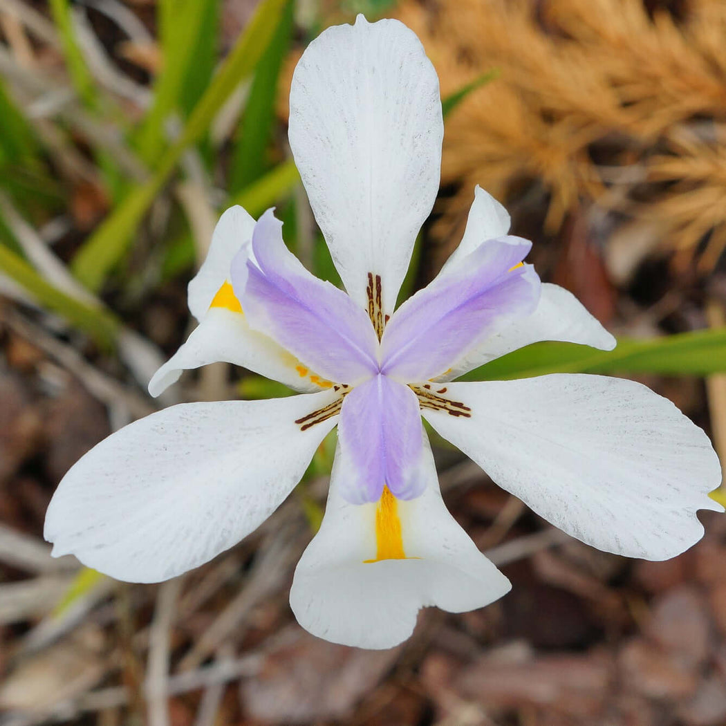 Fortnight Lily (Dietes vegeta) – Plants Express