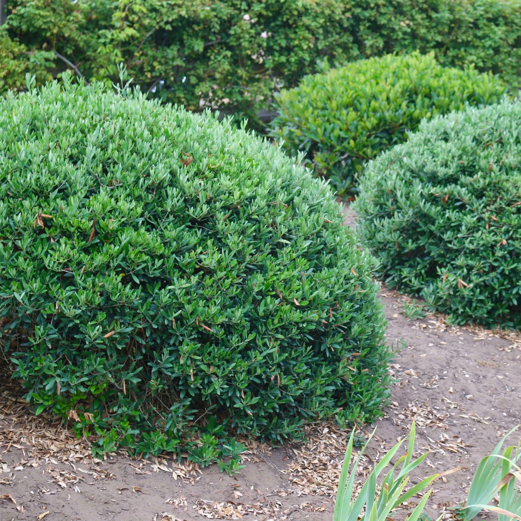 Little Ollie Dwarf Olive for Sale | Plants Express