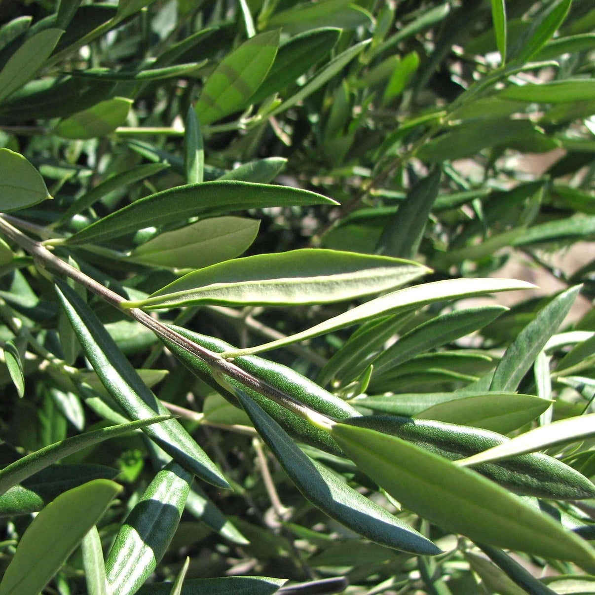 Little Ollie Dwarf Olive | Plants Express