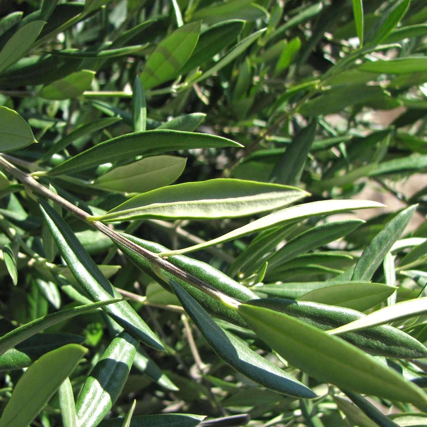 Little Ollie Dwarf Olive | Plants Express