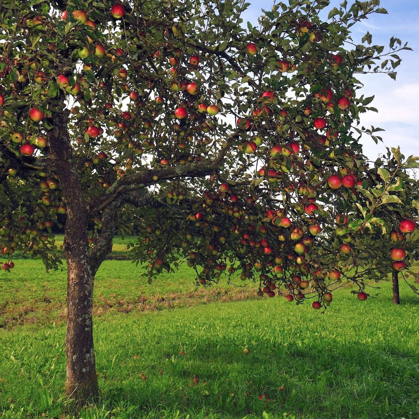 Fuji Apple Tree for Sale | Plants Express