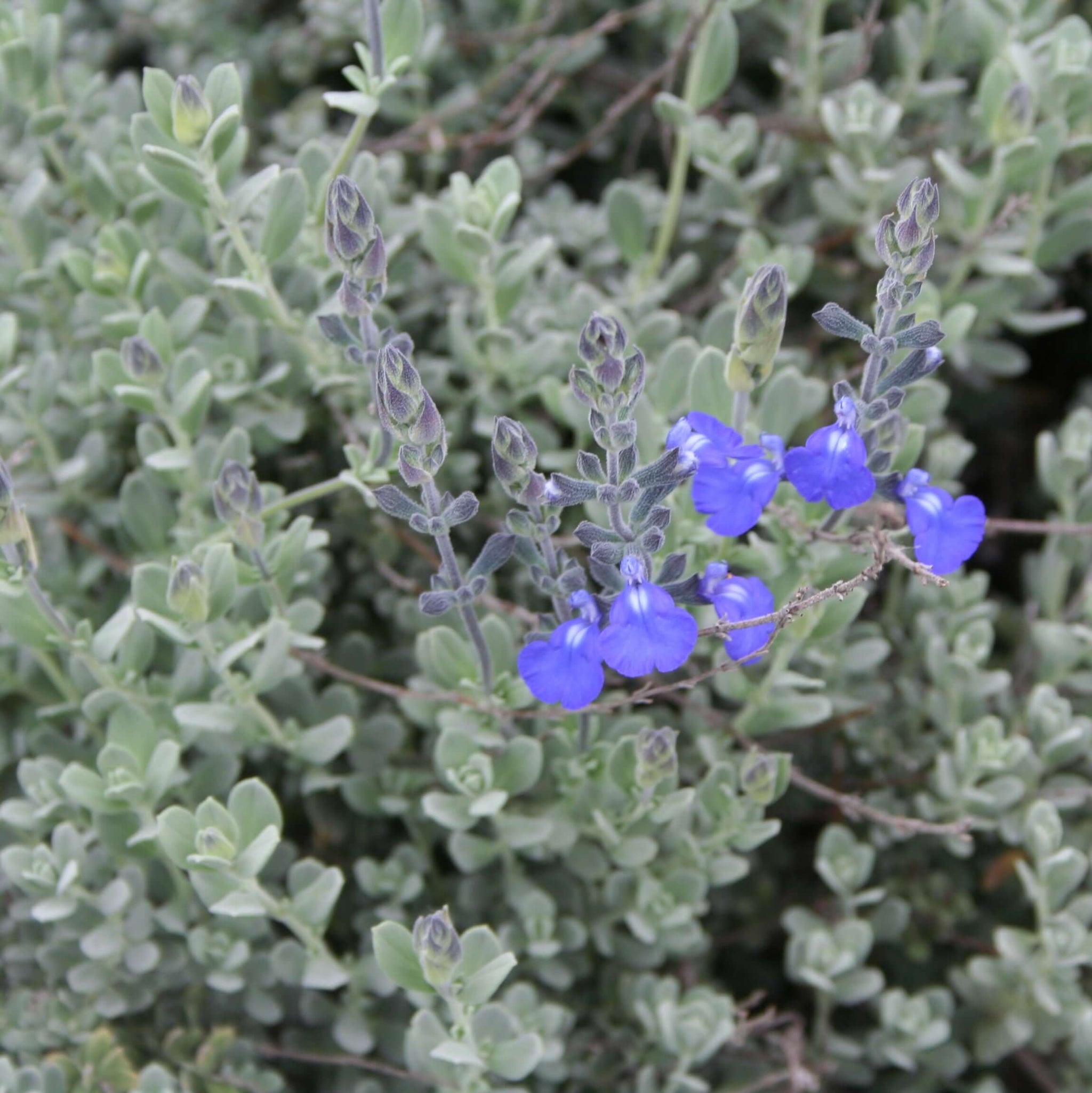 Germander Sage | Plants Express