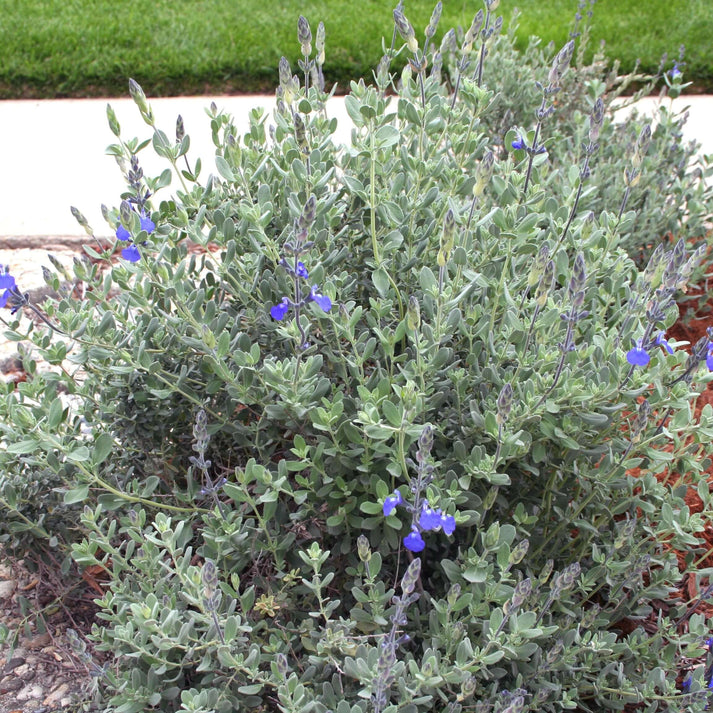 Germander Sage | Plants Express