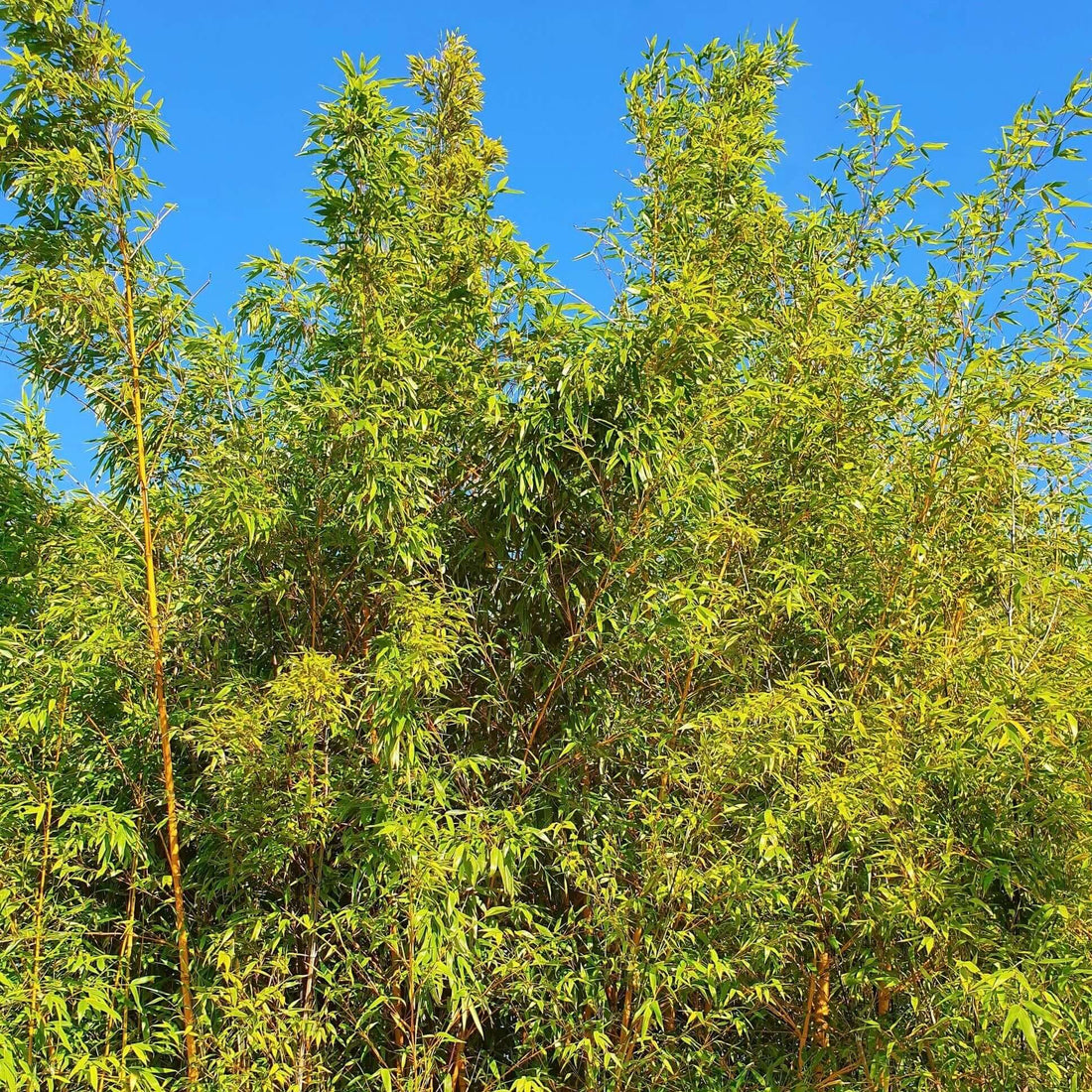Golden Bamboo | Plants Express